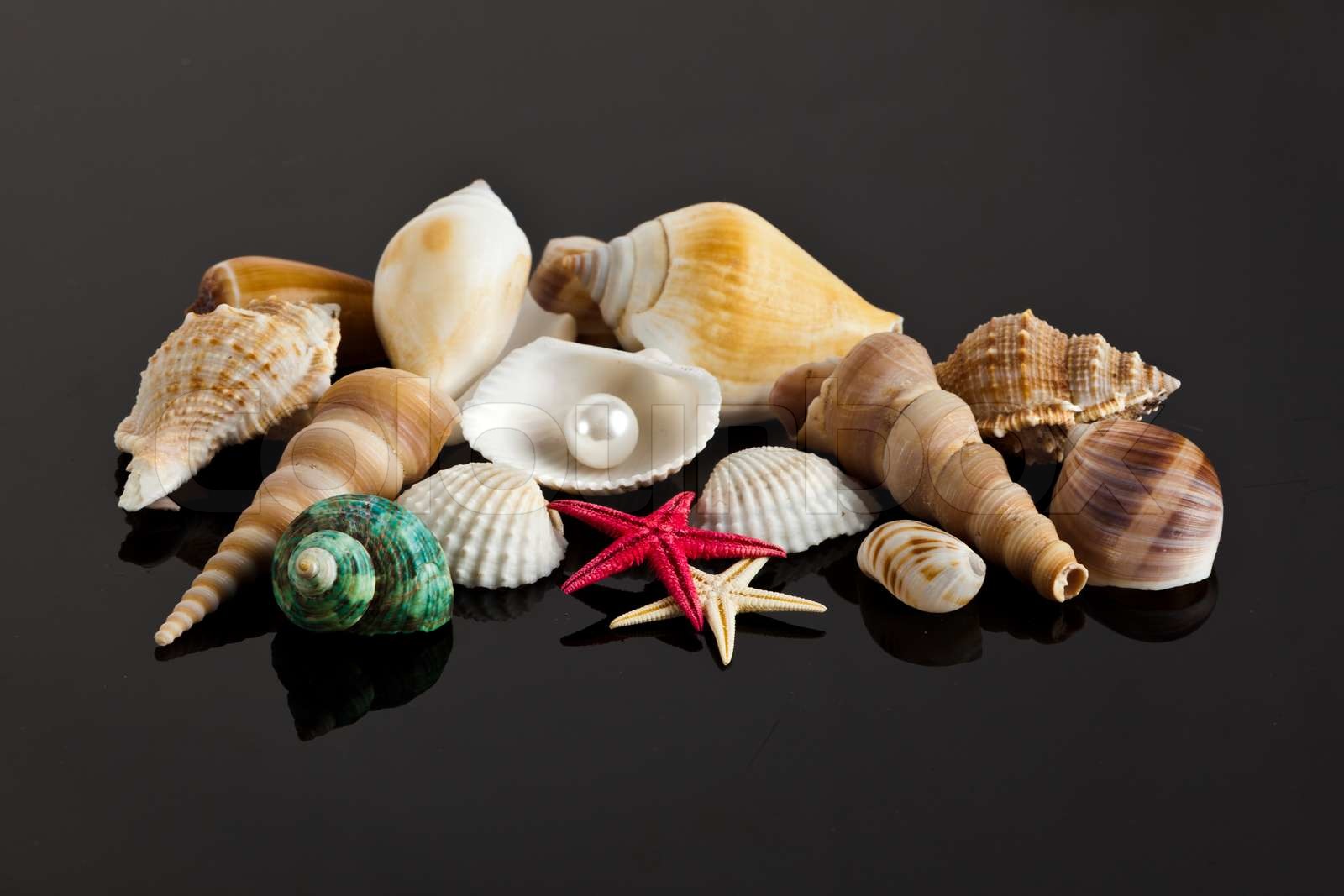 sea star and shells | Stock image | Colourbox
