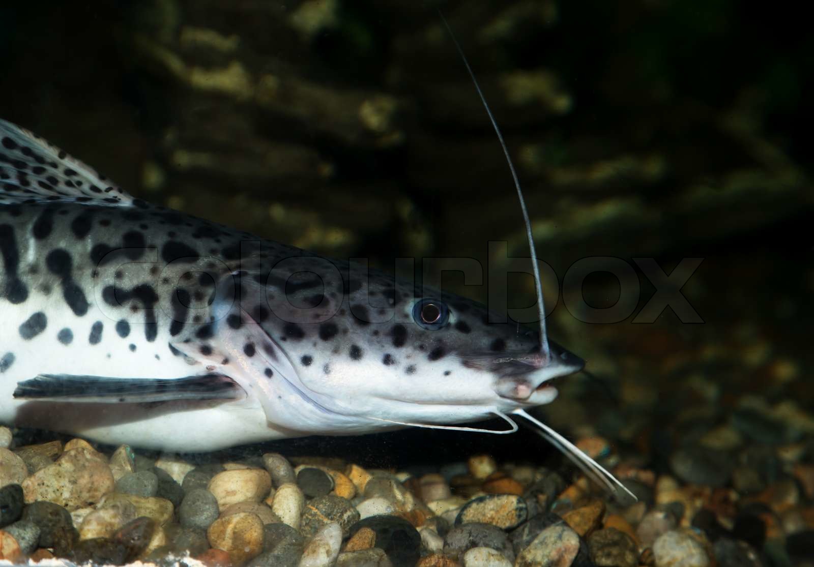 catfish in the aquarium | Stock image | Colourbox