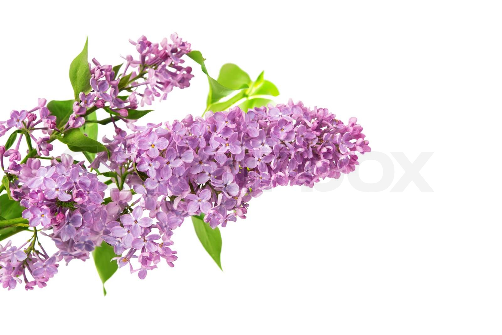 lilac branch isolated | Stock image | Colourbox