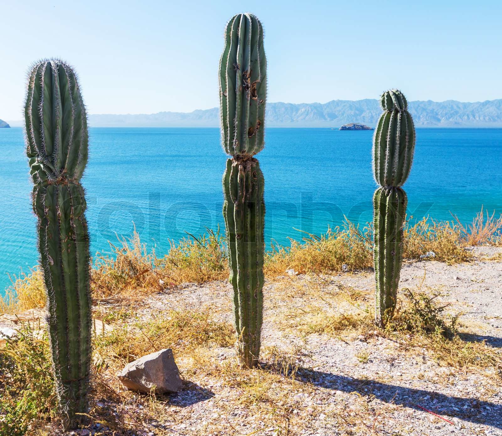 Cactus in Mexico | Stock image | Colourbox