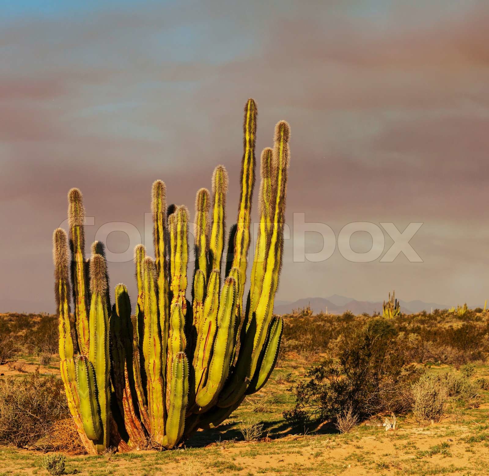 Cactus in Mexico | Stock image | Colourbox