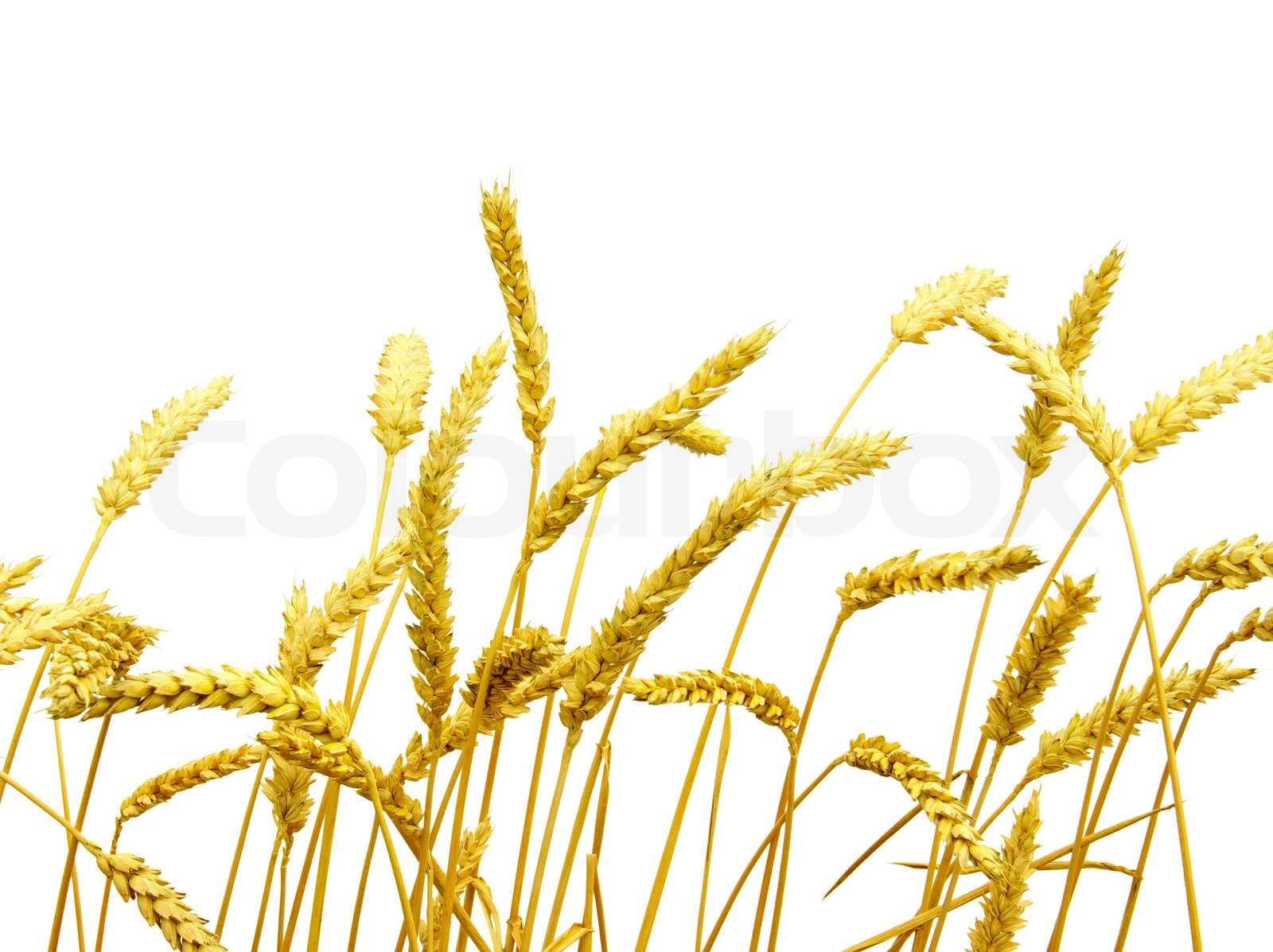 wheat | Stock image | Colourbox