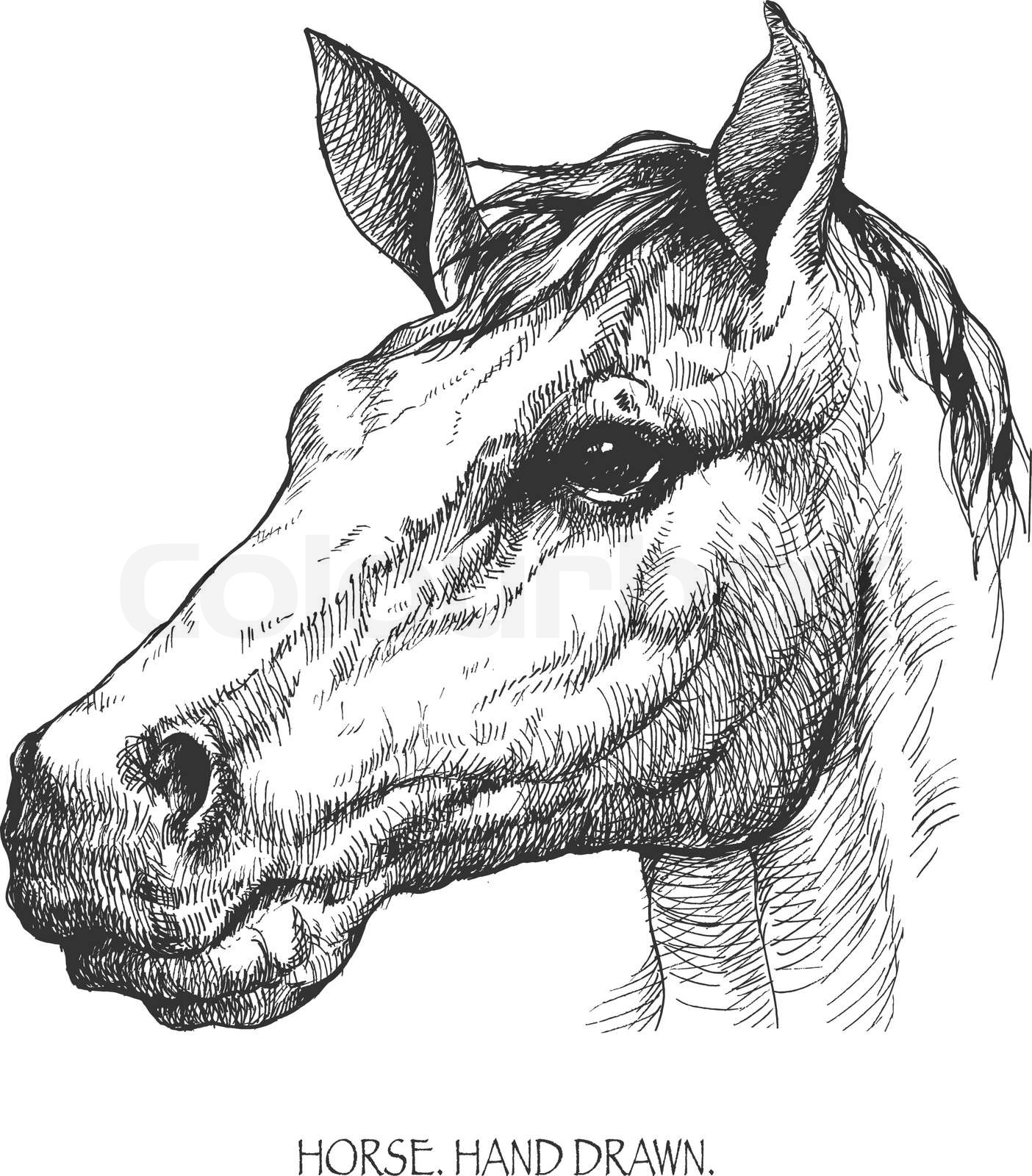 horse hand drawn vector eps8 | Stock vector | Colourbox