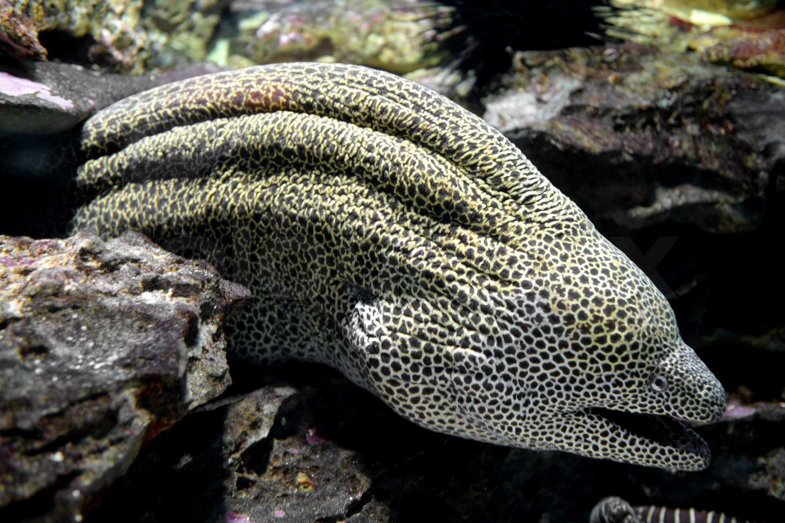 Underwater Aquaium | Stock image | Colourbox