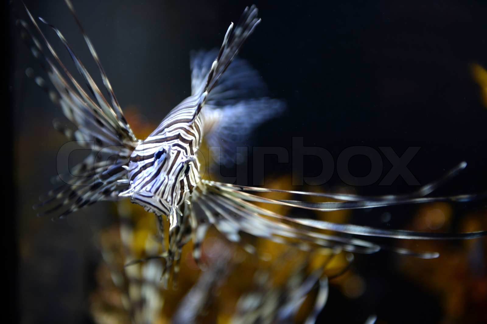 Underwater Aquaium | Stock image | Colourbox