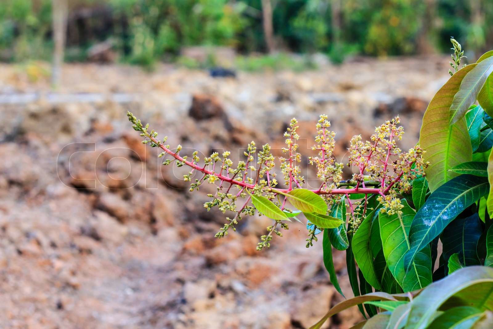 Mango flower | Stock image | Colourbox