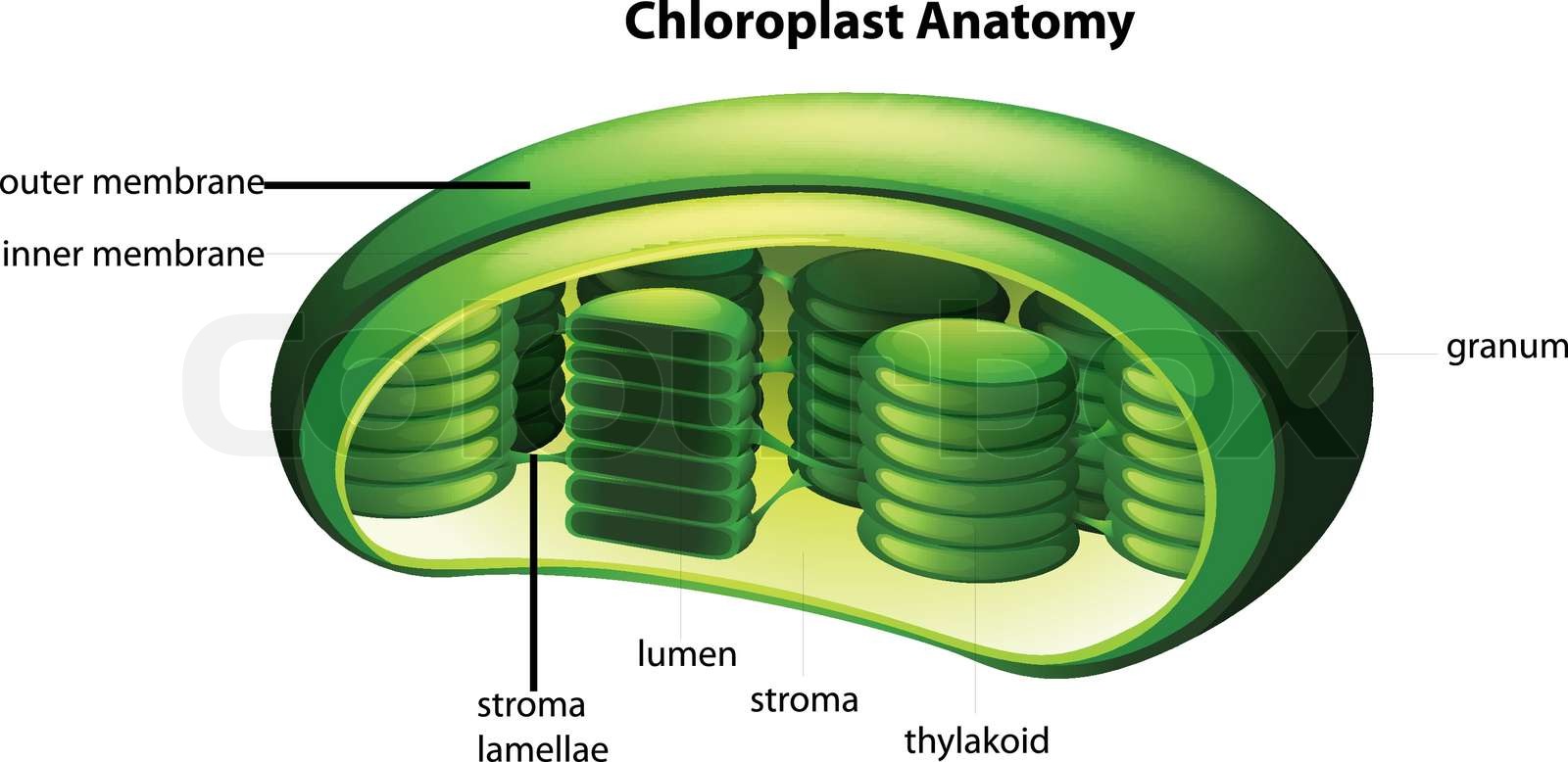 Chloroplast | Stock vector | Colourbox