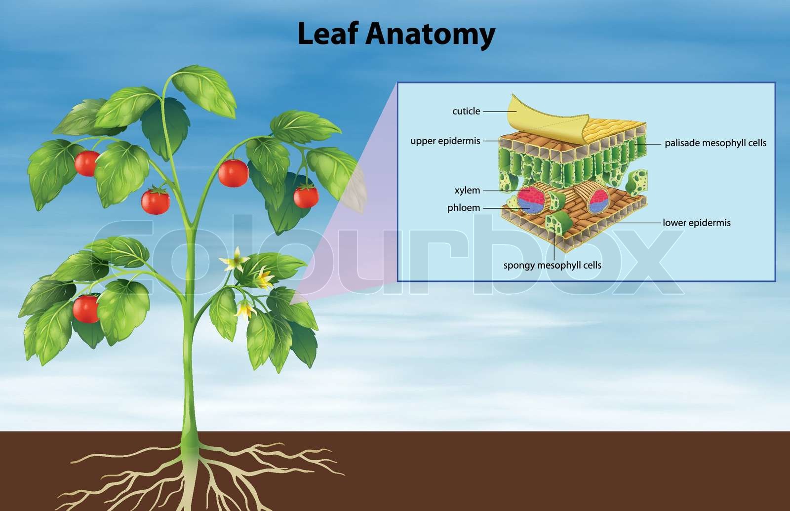 Structure of a leaf | Stock vector | Colourbox