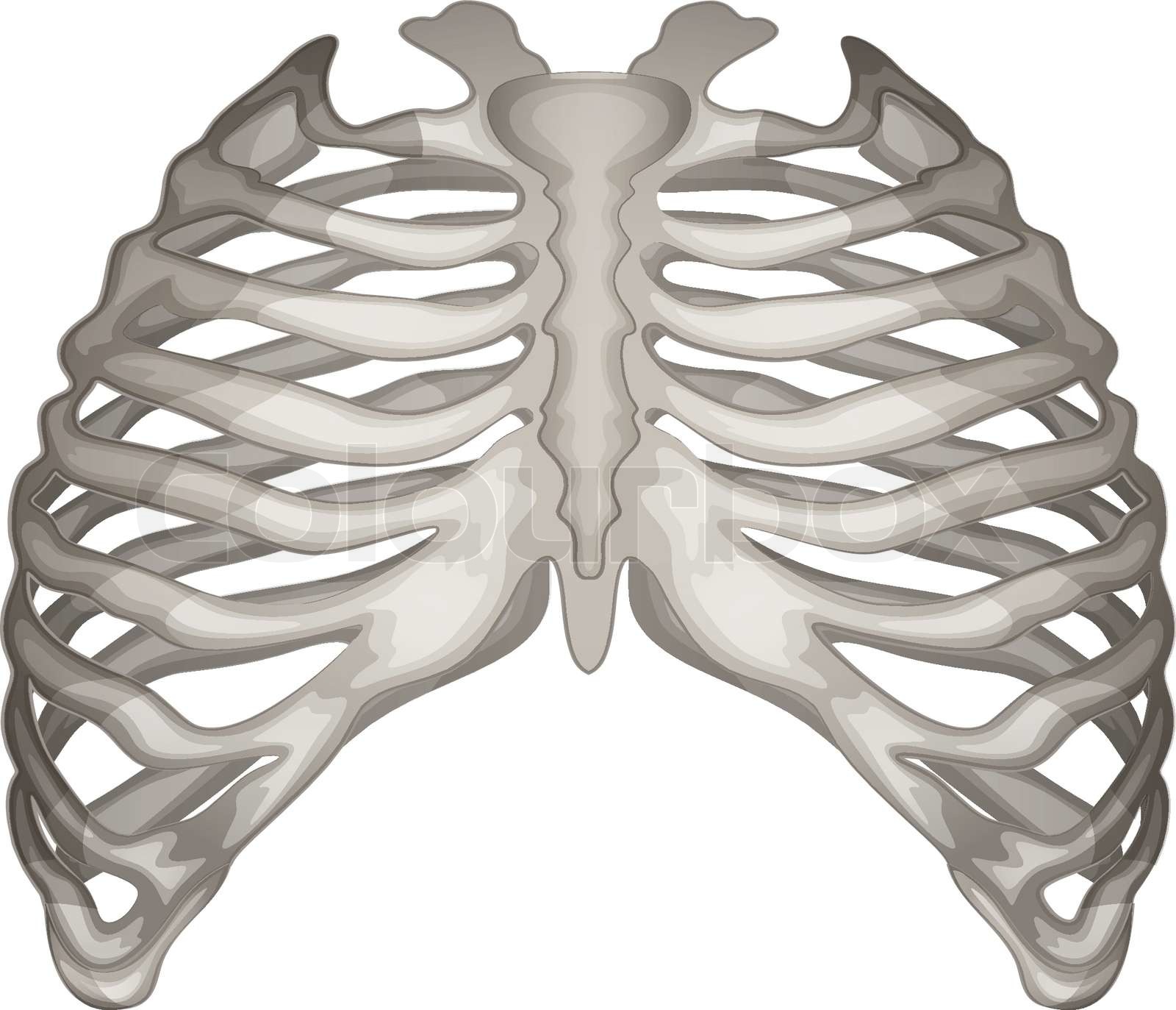 brystkasse, anatomi, videnskabelig | Stock vektor | Colourbox