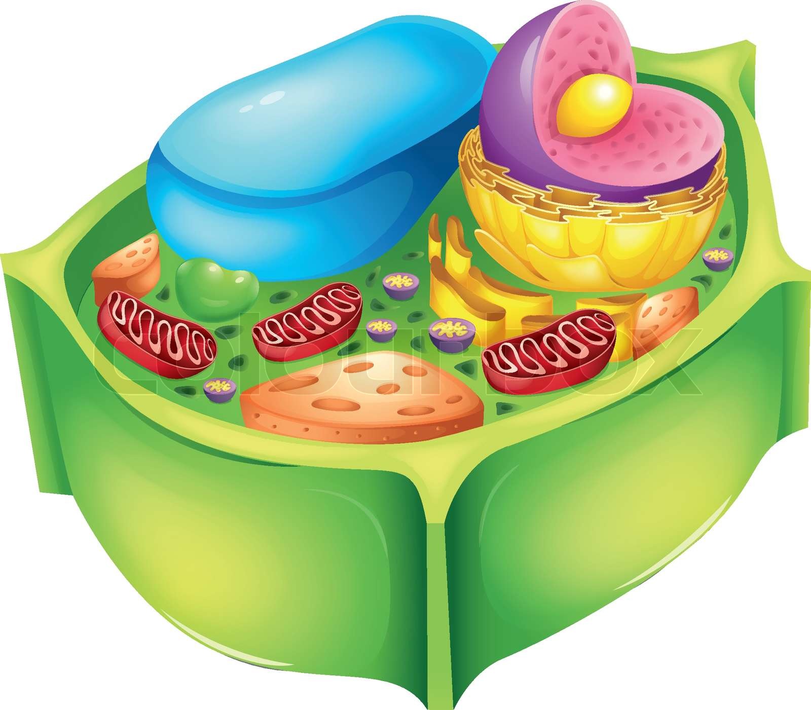 Plant cell | Stock vector | Colourbox
