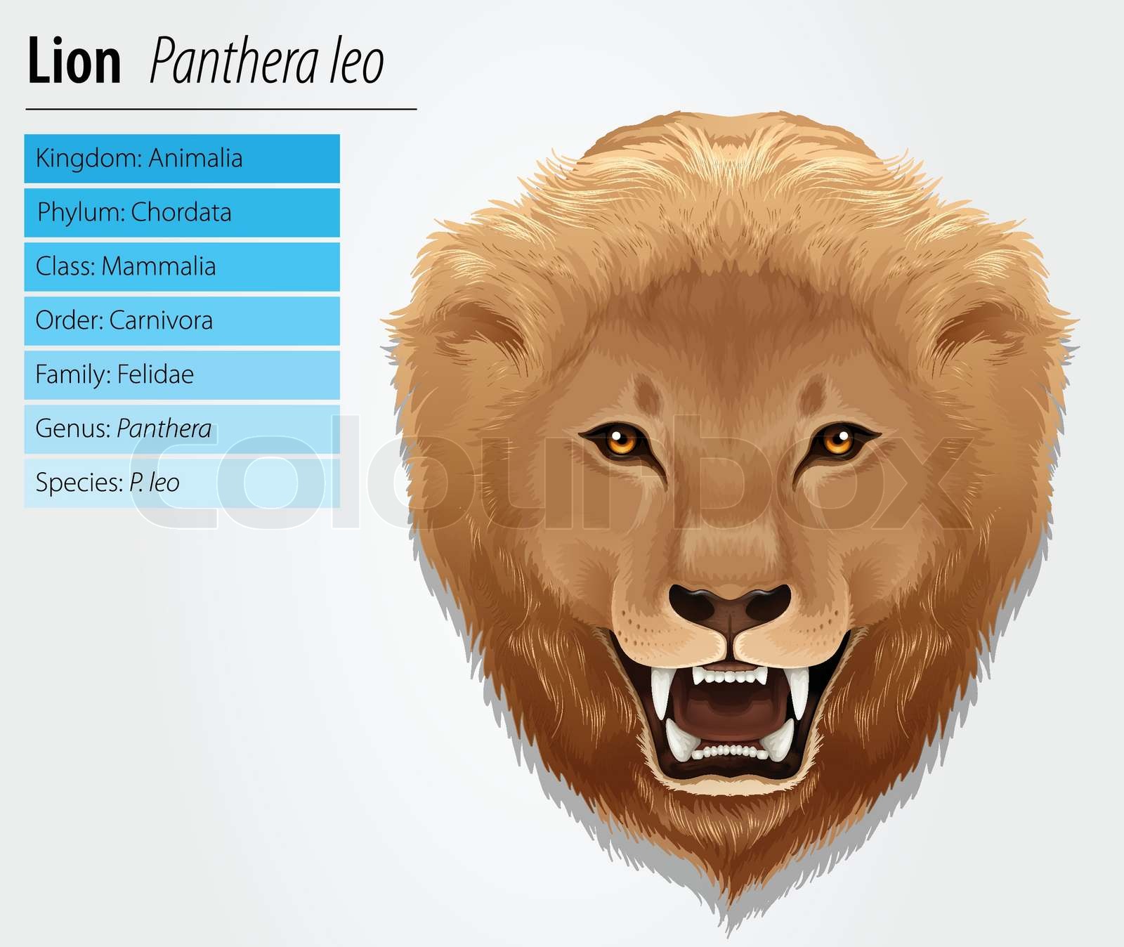 Lion Front View Face