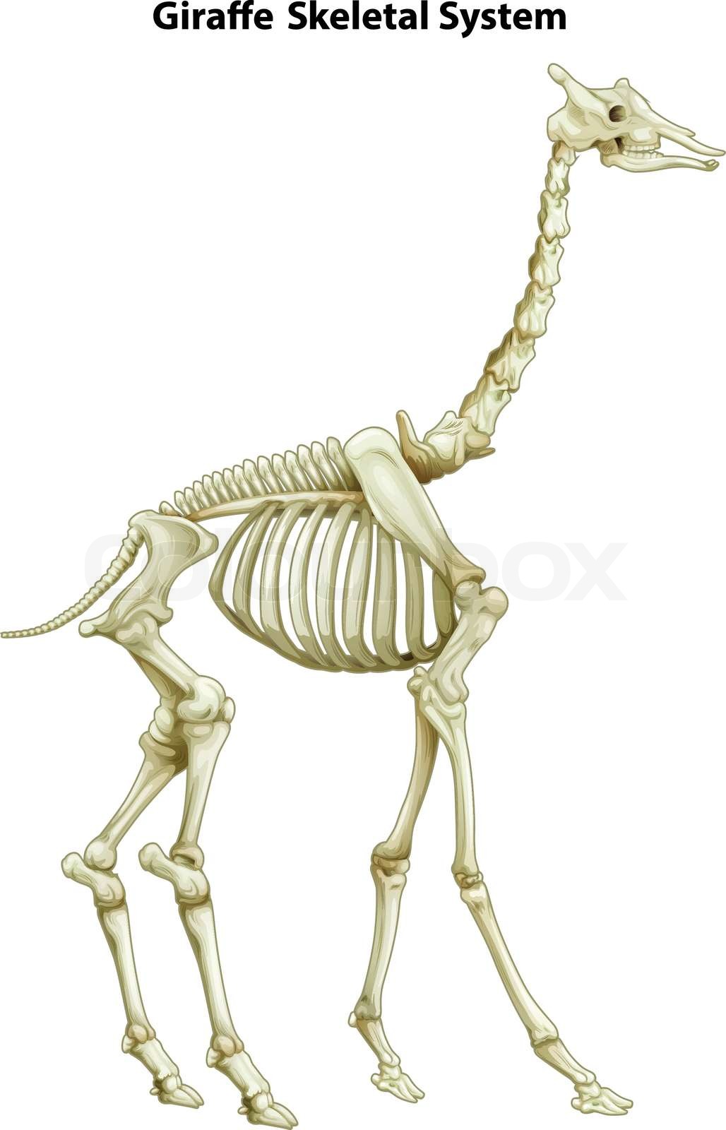 anatomie, schädel, genick | Stock-Vektor | Colourbox