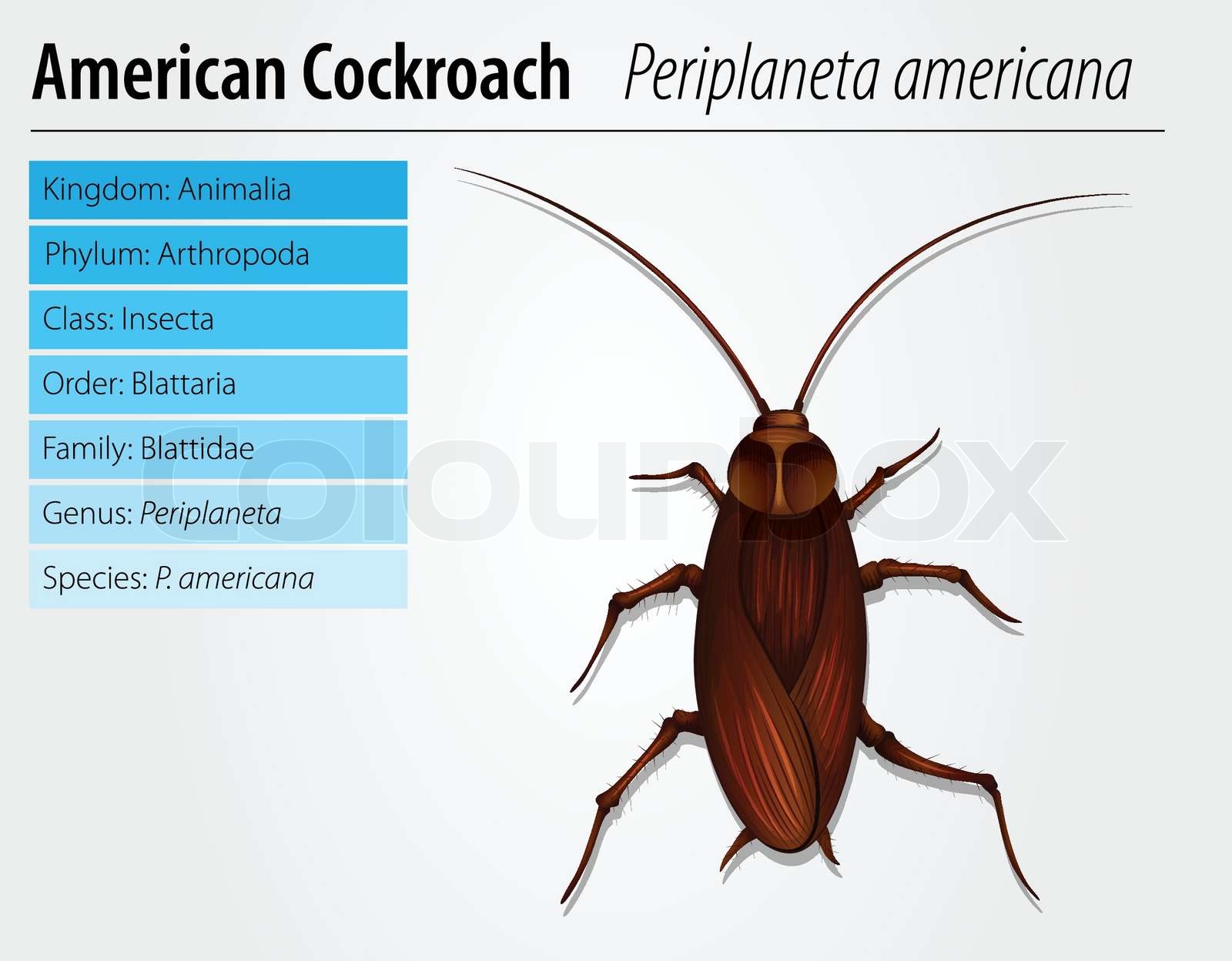 Periplaneta Americana- Cockroach | Stock vector | Colourbox