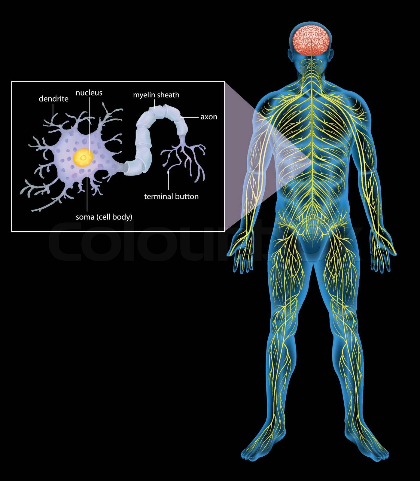 Human nervous system | Stock vector | Colourbox