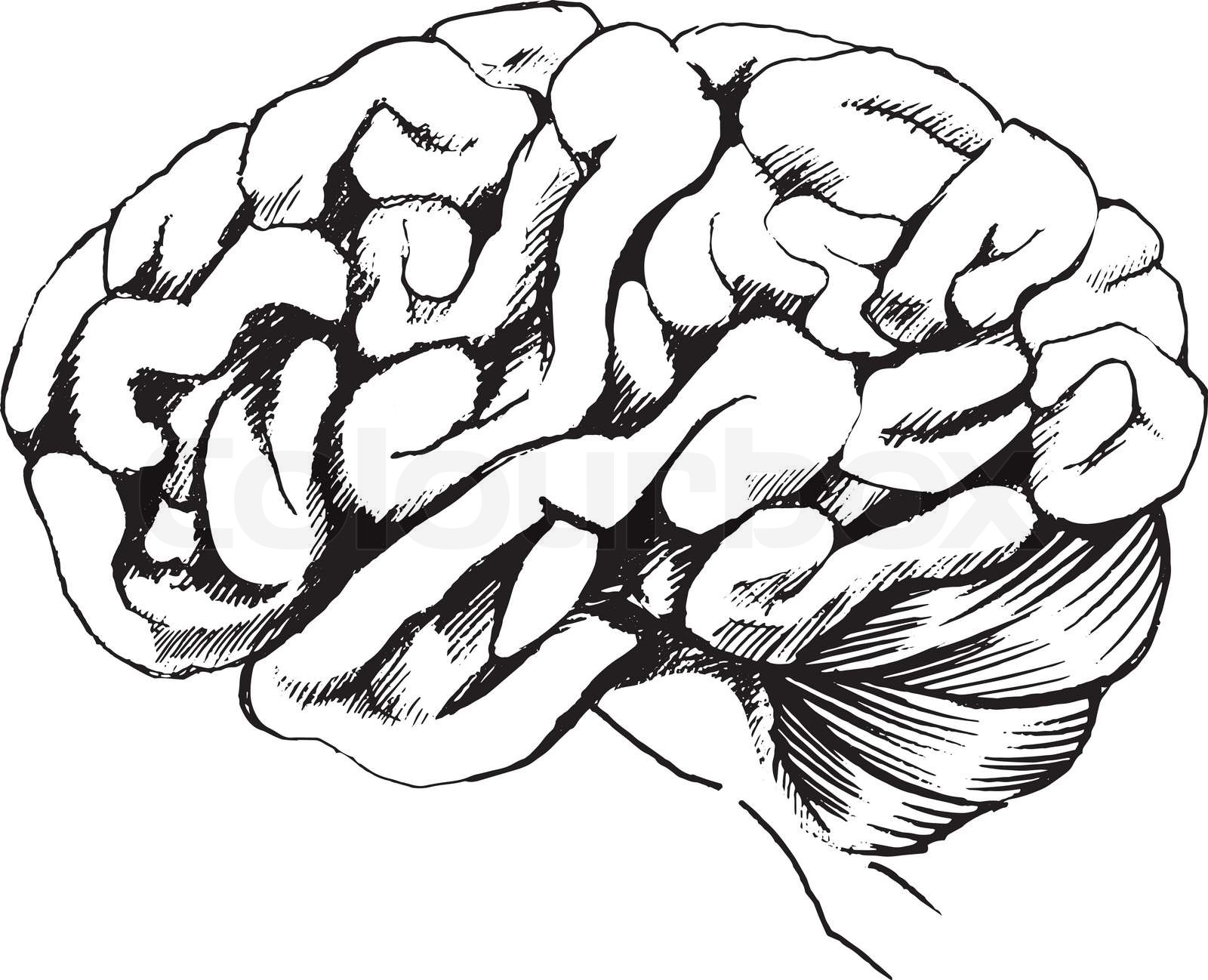 hjerne, tegning, grå | Stock vektor | Colourbox