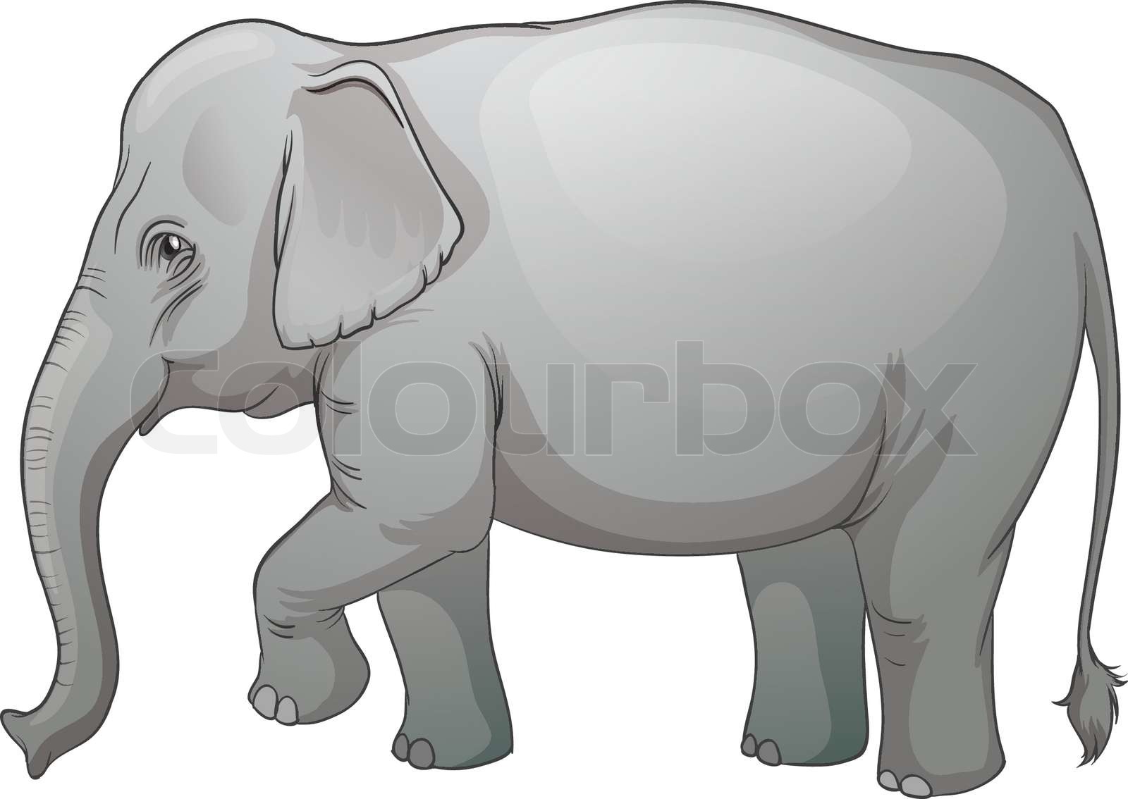 Asian elephant | Stock vector | Colourbox