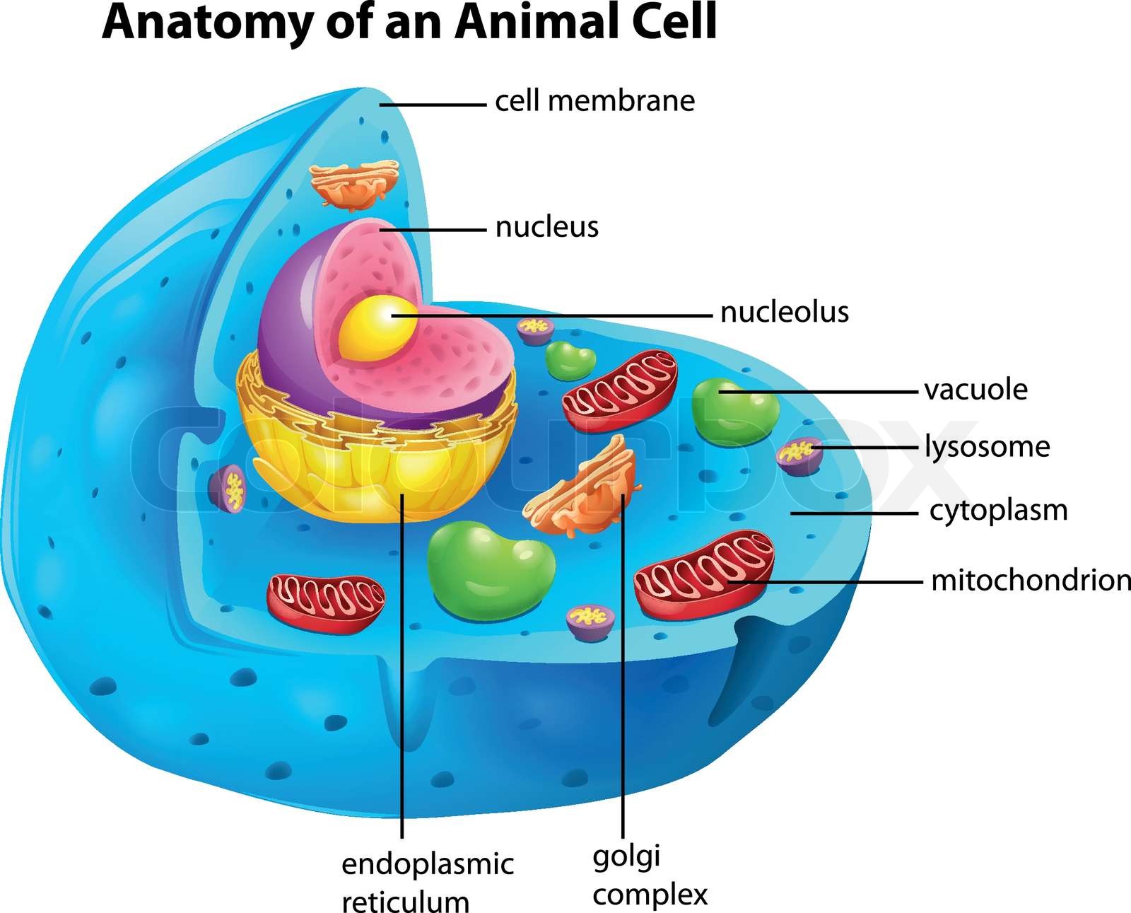 Zelle Tier Mitochondrien Stock Vektor Colourbox Zelle Tier Mitochondrien Stock Vektor Colourbox