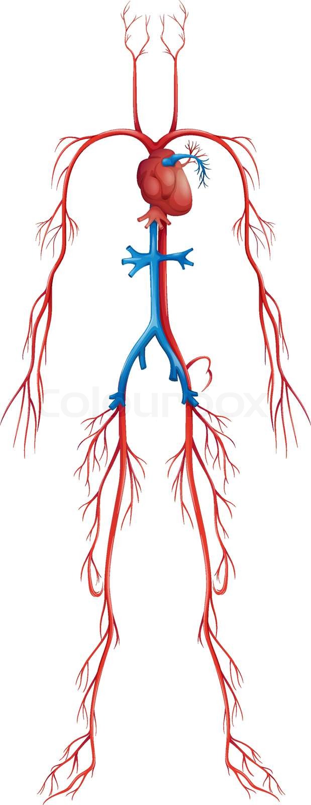 Circulatory System | Stock vector | Colourbox