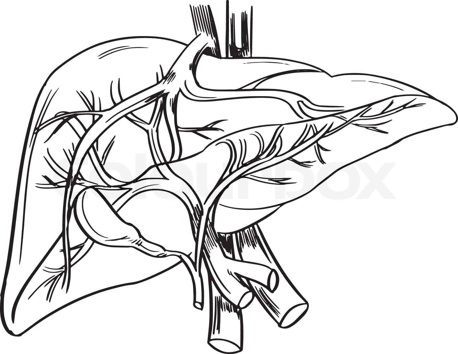 Liver Drawing