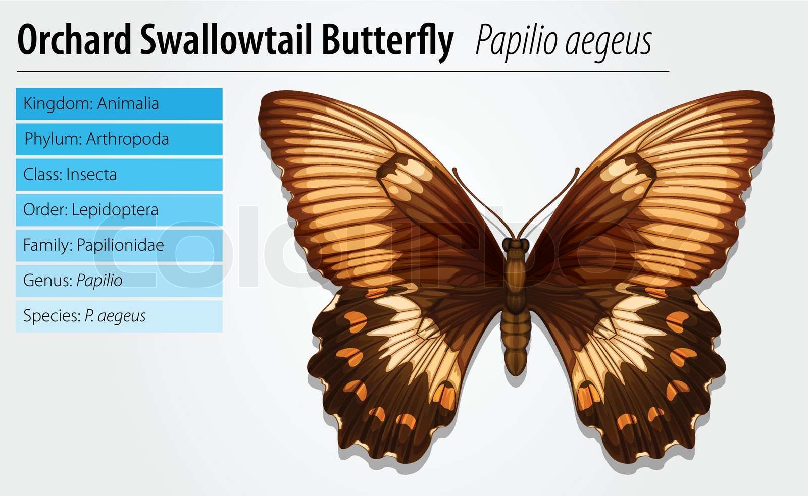 Swallowtail butterfly | Stock vector | Colourbox