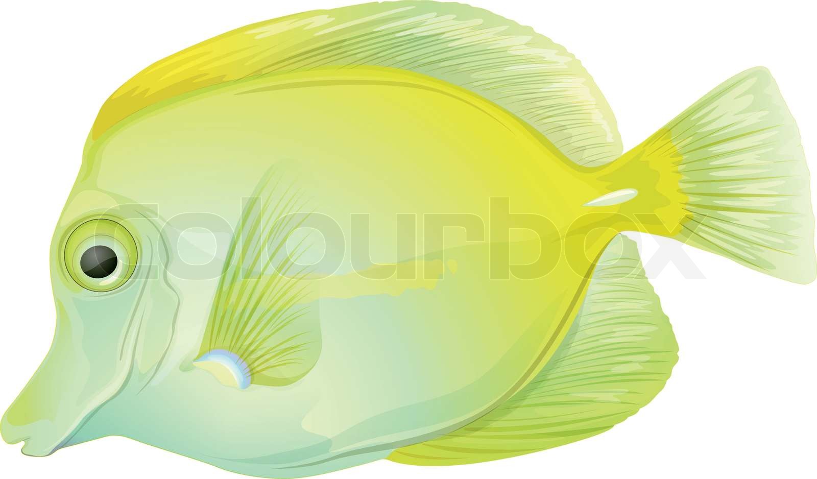 Yellow tang | Stock vector | Colourbox
