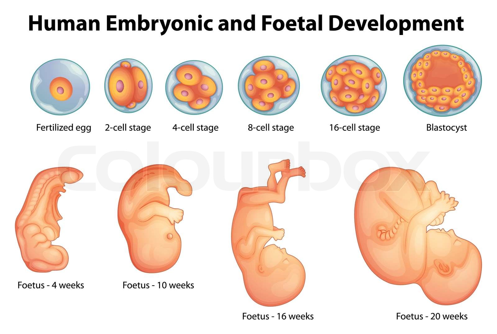 Stages in human embryonic development | Stock vector | Colourbox