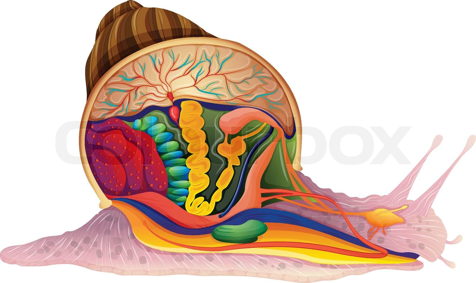 snegle, snegl, skede | Stock vektor | Colourbox