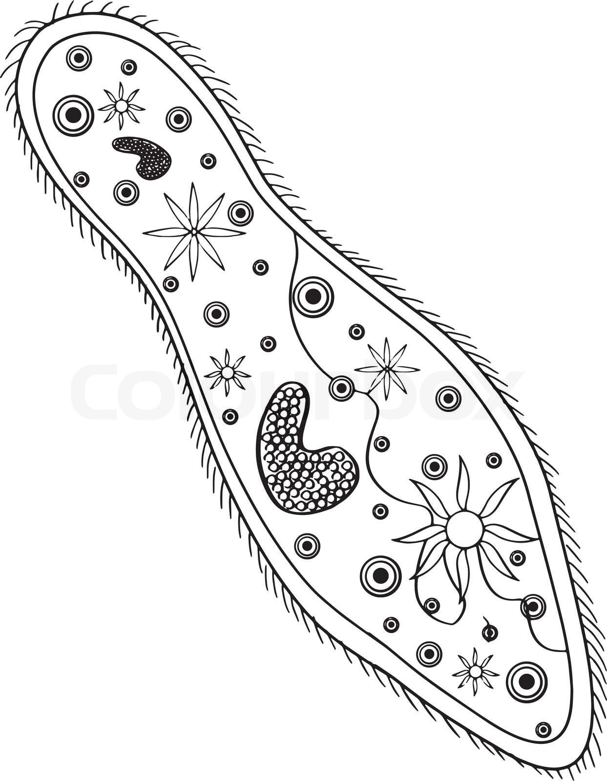 Paramecium | Stock vector | Colourbox