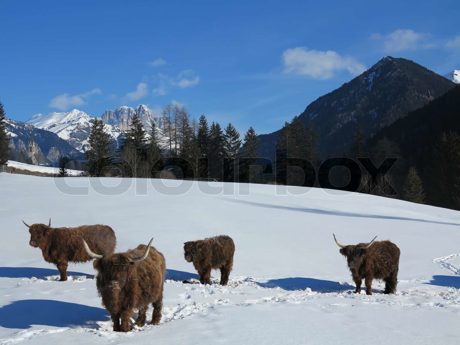winter cow | Stock image | Colourbox