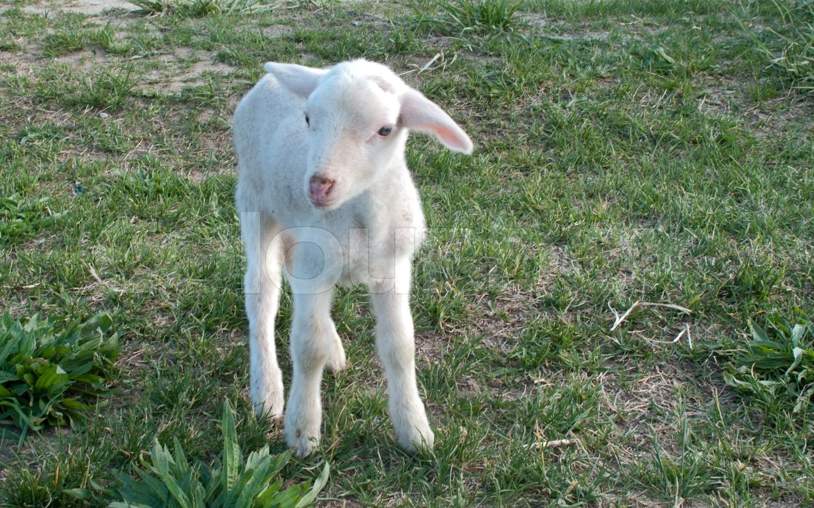 ewe | Stock image | Colourbox