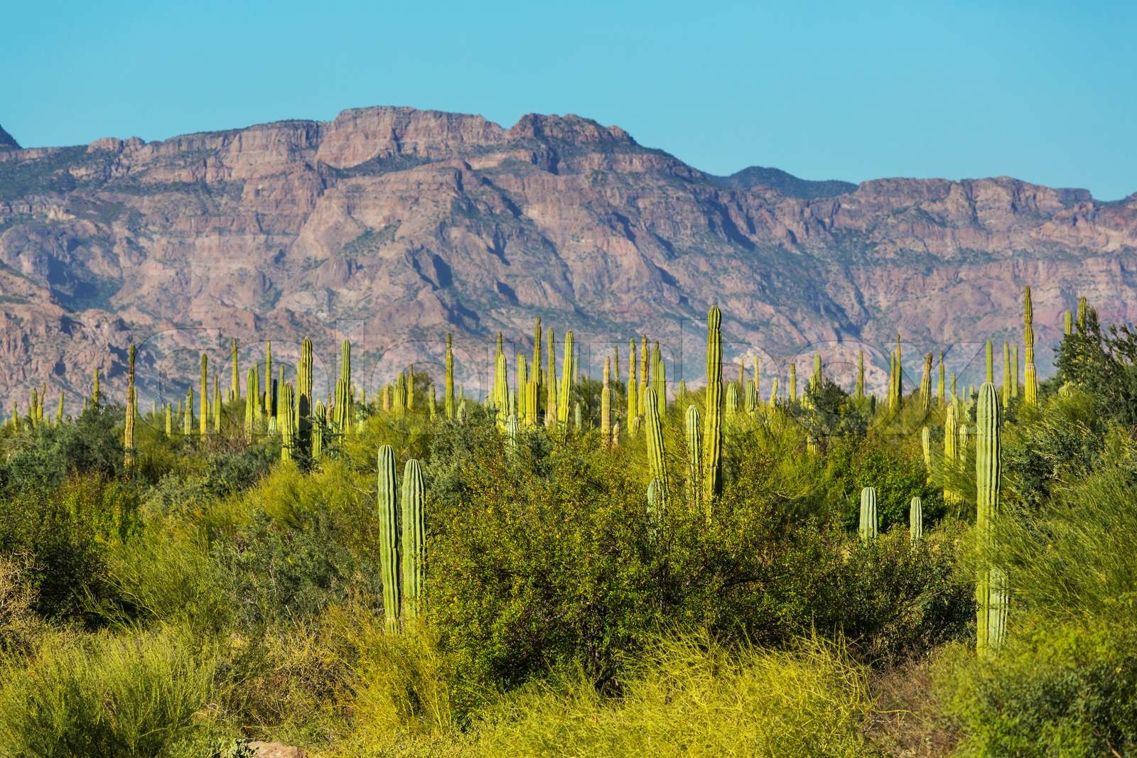 Cactus in Mexico | Stock image | Colourbox