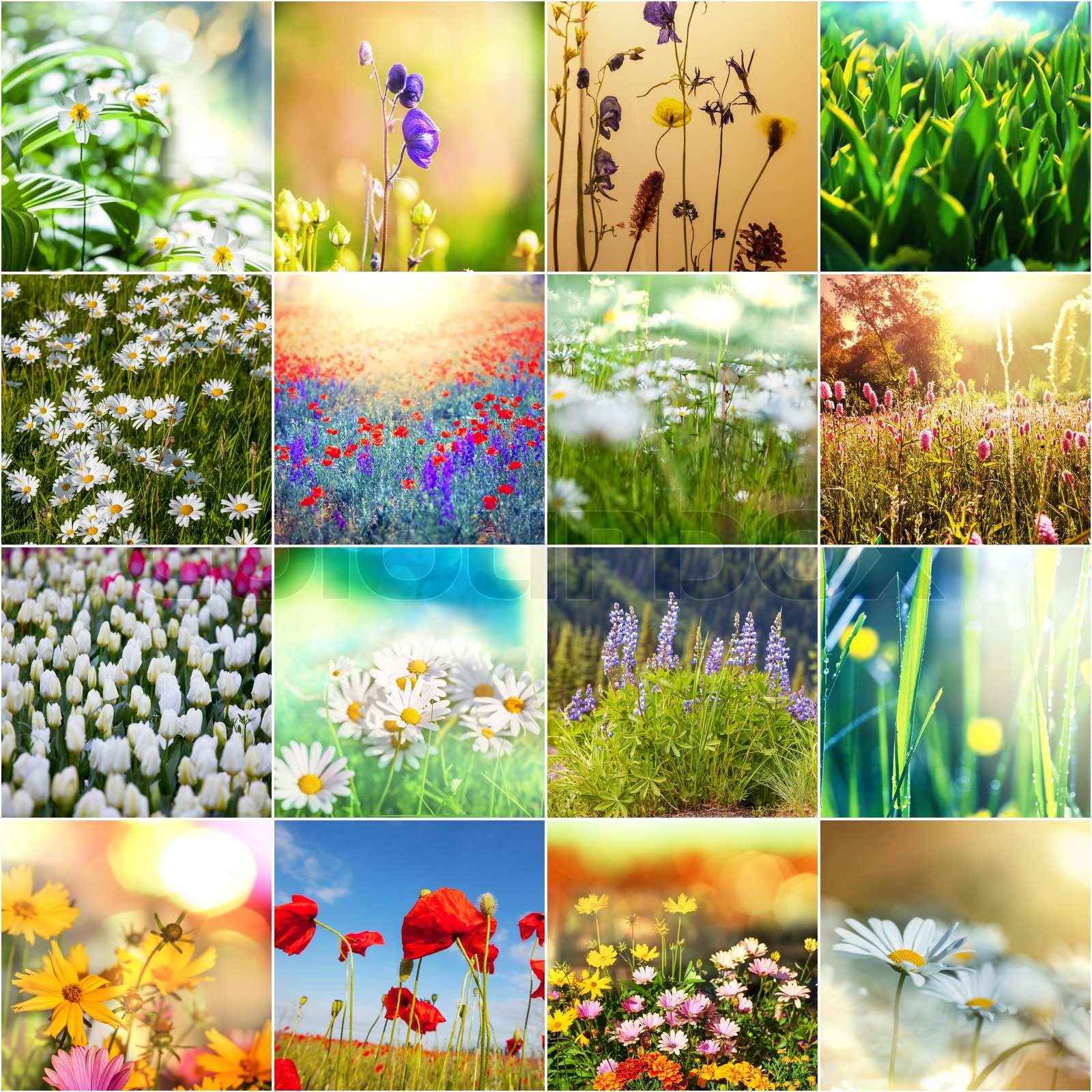 Blumen collage | Stock Bild | Colourbox