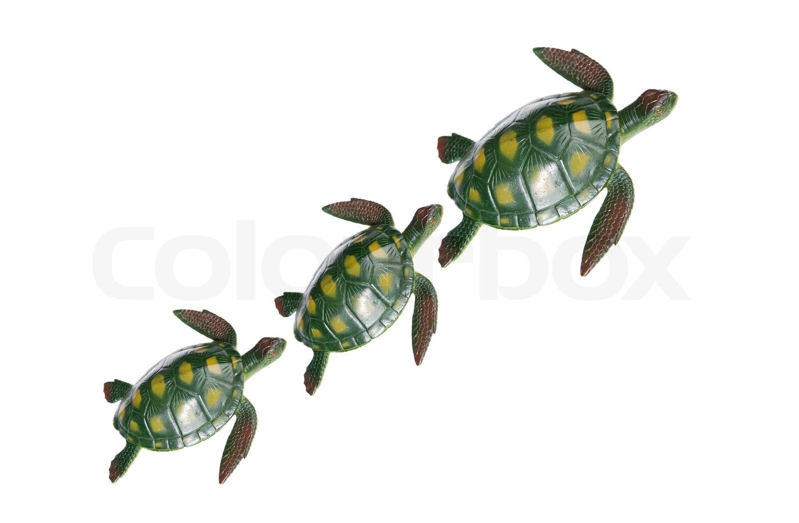 Family of three turtles | Stock image | Colourbox