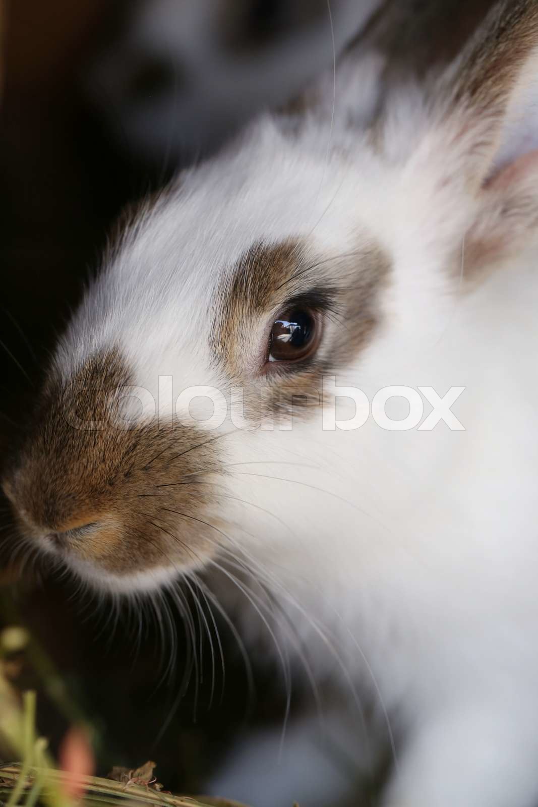 White rabbit with black spots. | Stock image | Colourbox