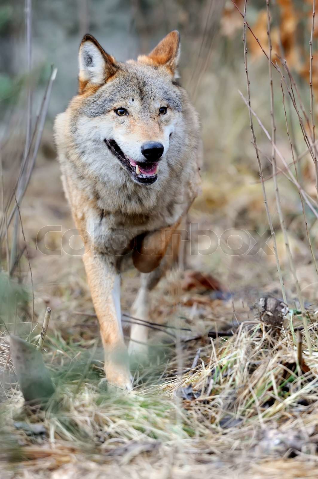 Wolf | Stock image | Colourbox