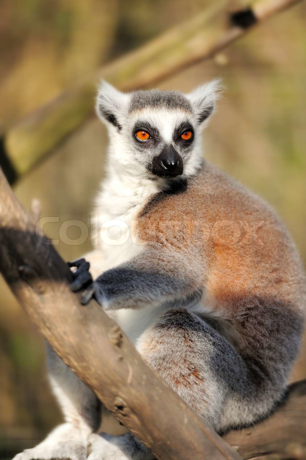 Lemur | Stock image | Colourbox