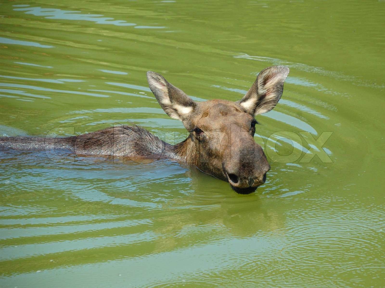 Moose swimming in lake | Stock image | Colourbox