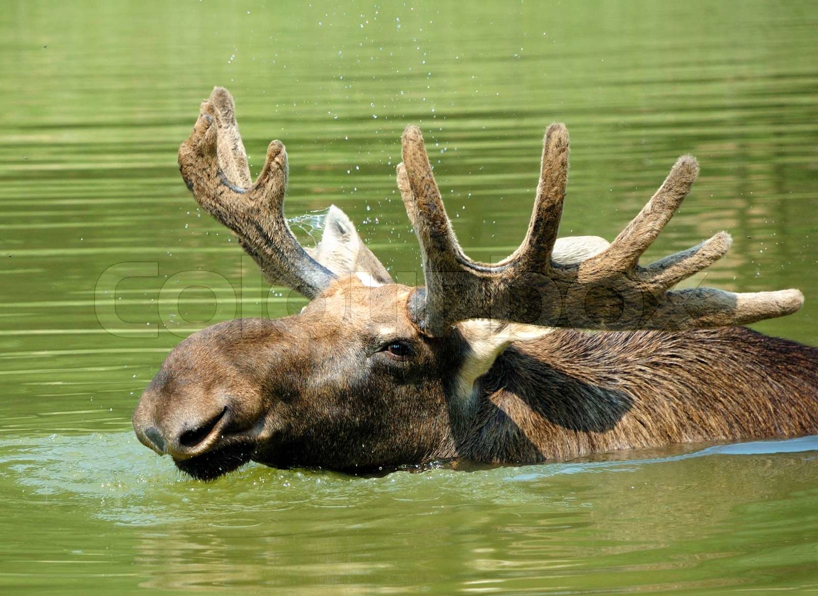 Moose swimming in lake | Stock image | Colourbox