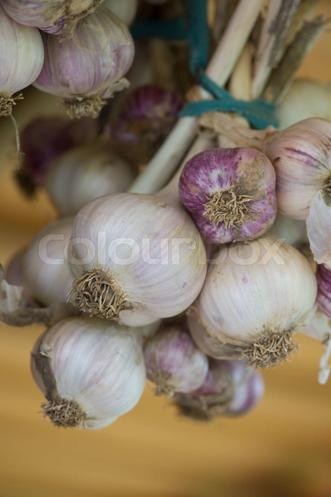 Bunch of Garlic | Stock image | Colourbox