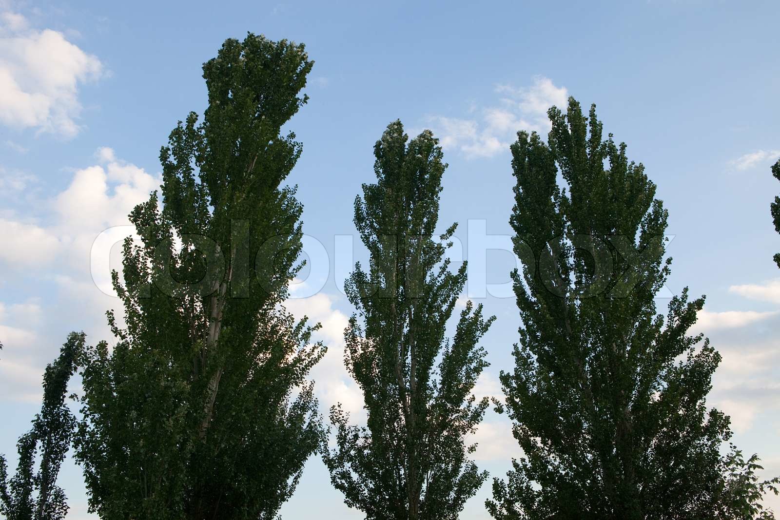 Many tree | Stock image | Colourbox