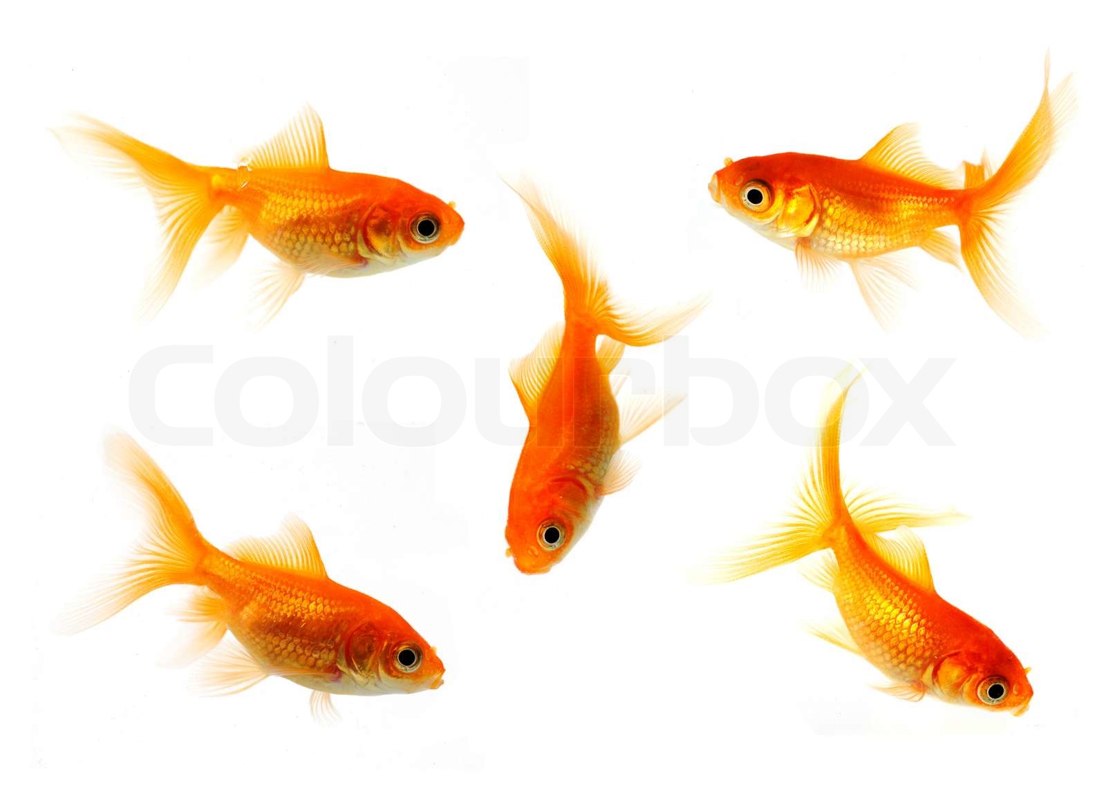 goldfish collection | Stock image | Colourbox