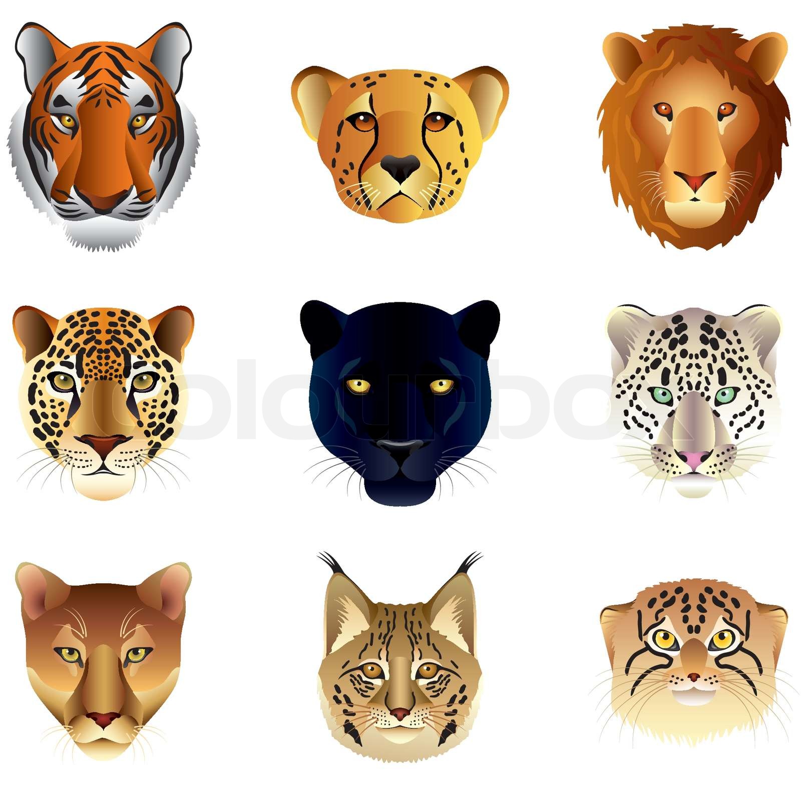 Big cats heads vector set | Stock vector | Colourbox