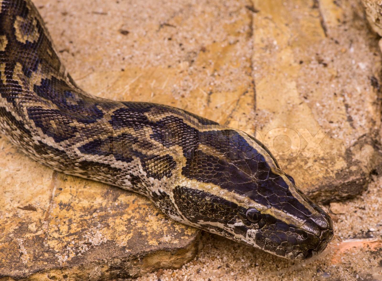 Chicken snake | Stock image | Colourbox