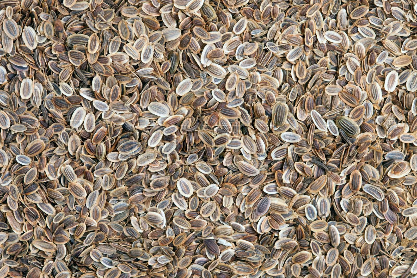Fenchelsamen (Anethum Graveolens). | Stock Bild | Colourbox
