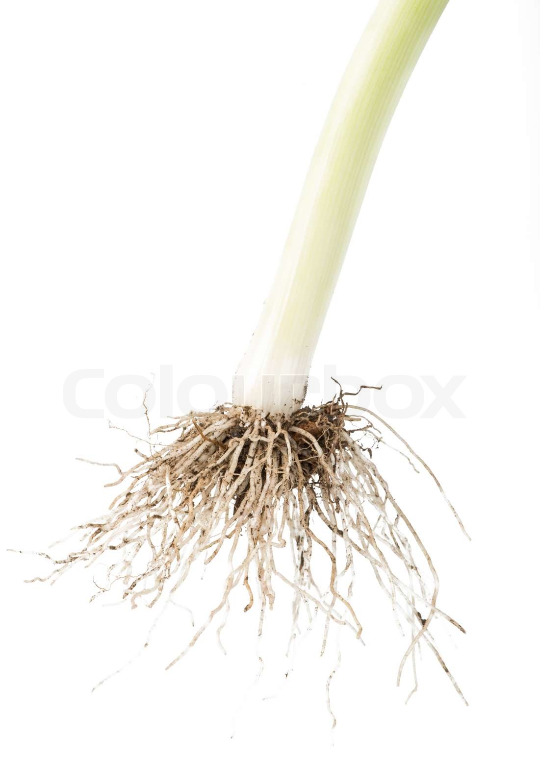 Leek white isolated | Stock image | Colourbox