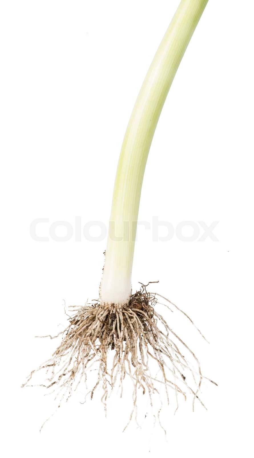 Leek white isolated | Stock image | Colourbox