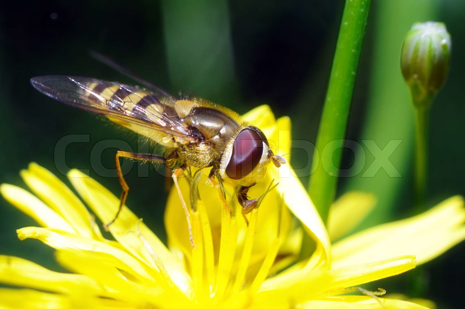 yellow fly | Stock image | Colourbox
