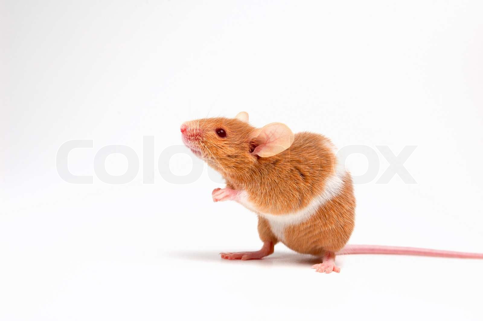 cute mouse on white | Stock image | Colourbox