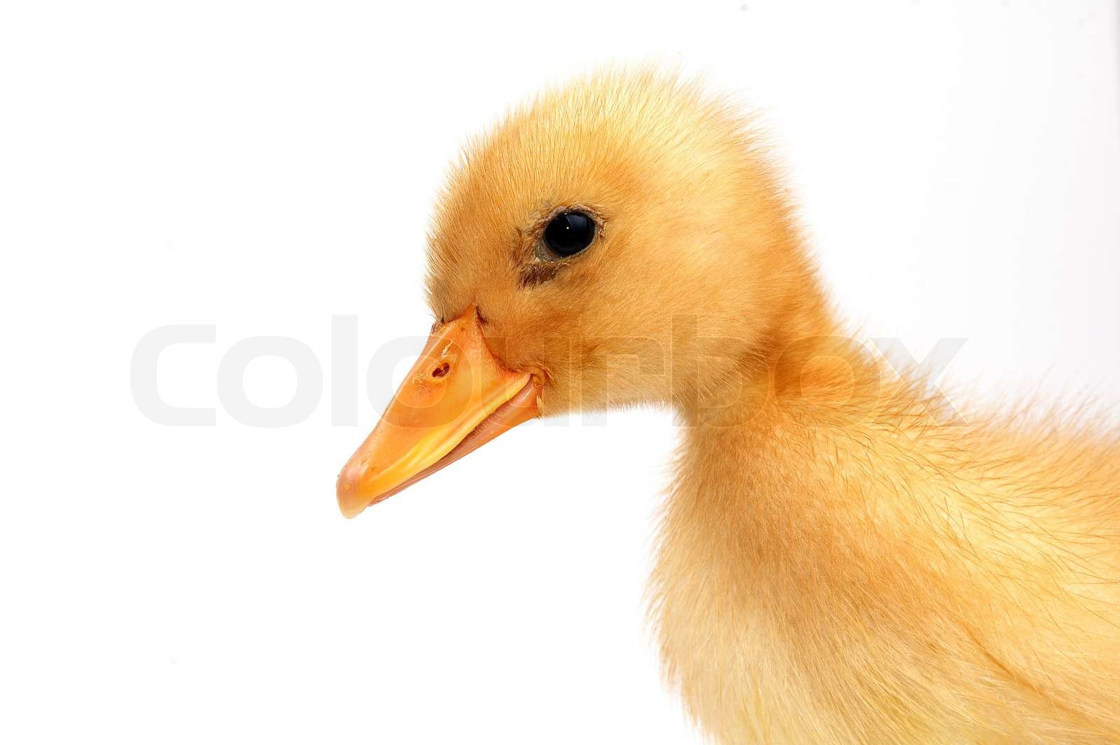 nice yellow duckling | Stock image | Colourbox