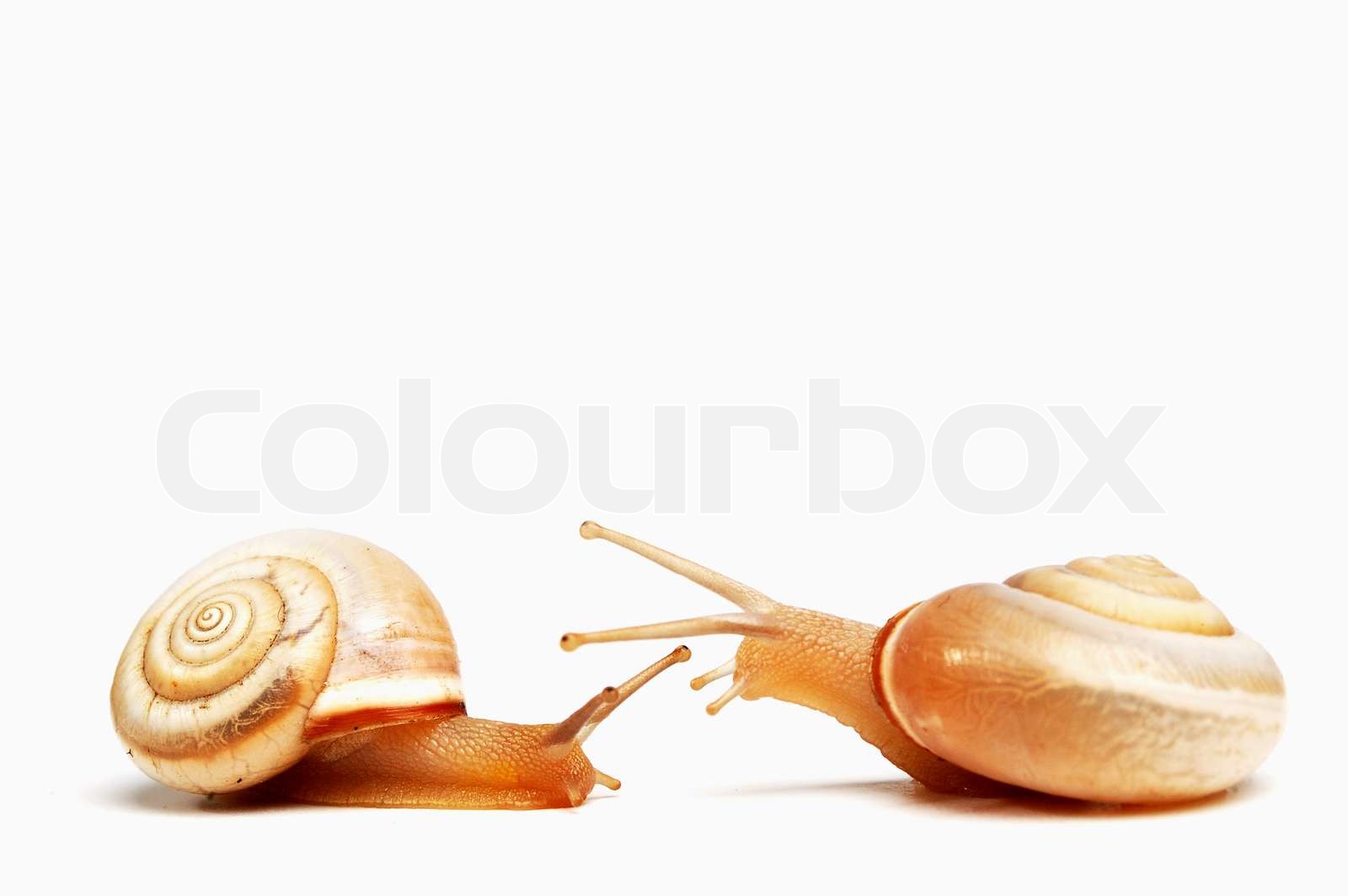 two cute snails kissing | Stock image | Colourbox